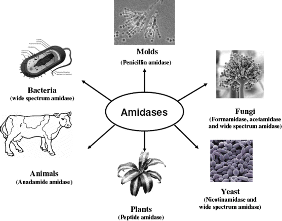 Amidases: versatile enzymes in nature | SpringerLink
