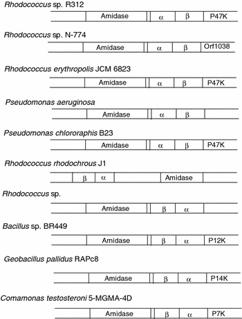 Amidases: versatile enzymes in nature | SpringerLink