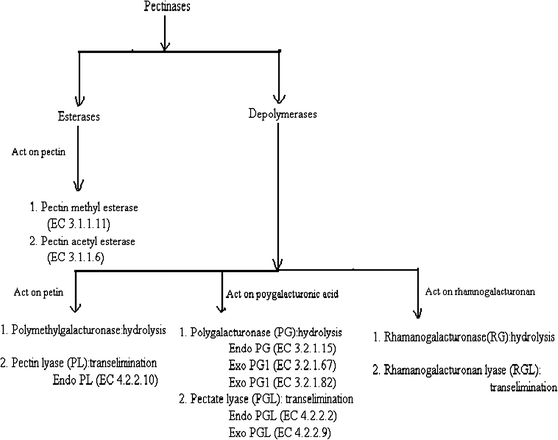 Microbial pectinase: sources, characterization and applications ...