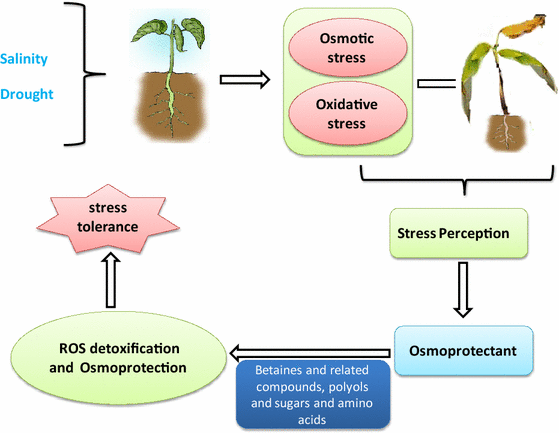 Roles of osmoprotectants in improving salinity and drought tolerance in ...