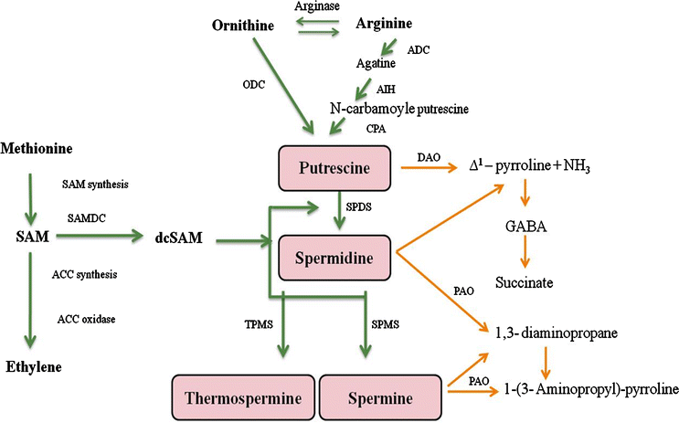 Roles of osmoprotectants in improving salinity and drought tolerance in ...