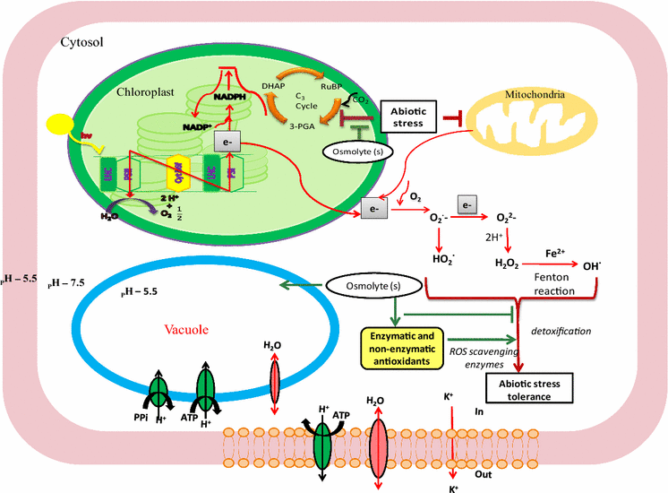 Roles of osmoprotectants in improving salinity and drought tolerance in ...