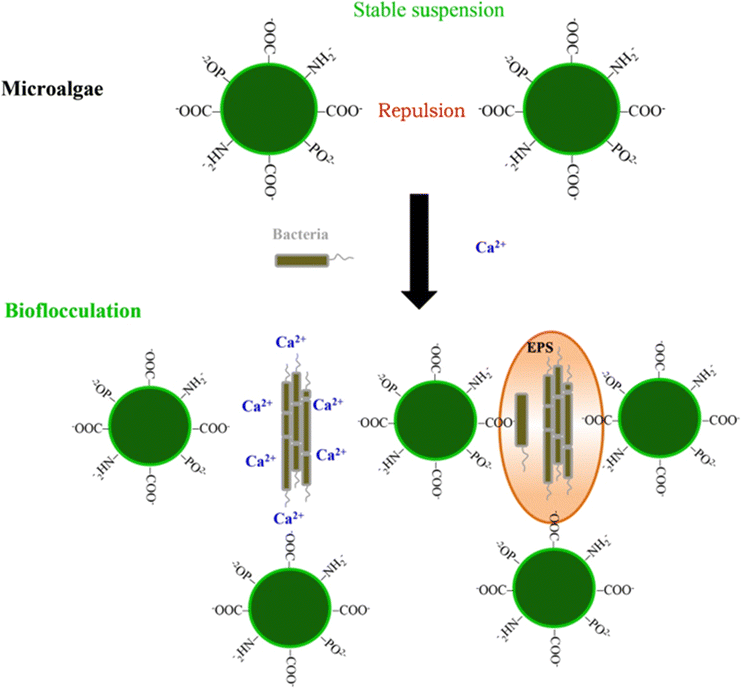 Bioflocculation as an innovative harvesting strategy for microalgae ...