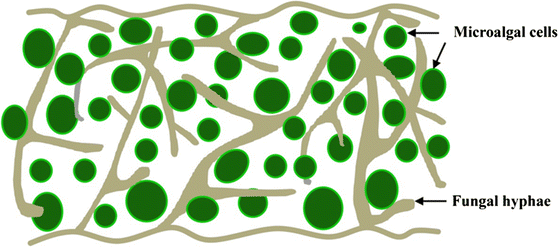 Bioflocculation as an innovative harvesting strategy for microalgae ...