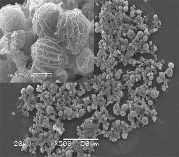 Bioflocculation as an innovative harvesting strategy for microalgae ...