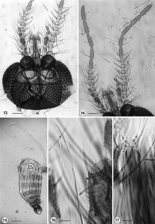 Mermithids (Nematoda: Mermithidae) of biting midges (Diptera ...