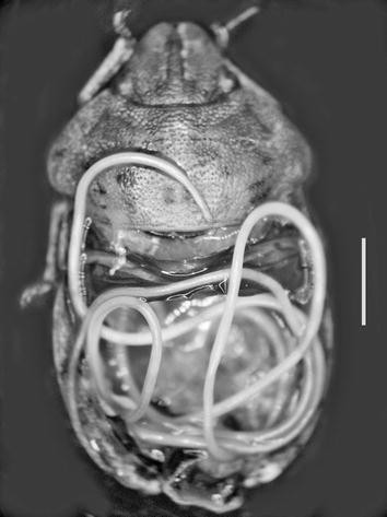 Hexamermis eurygasteri n. sp. (Nematoda: Mermithidae) parasitising the ...