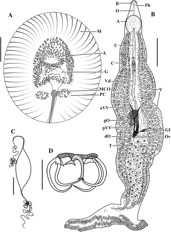 Microcotyle omanae n. sp. (Monogenea: Microcotylidae), a parasite of ...