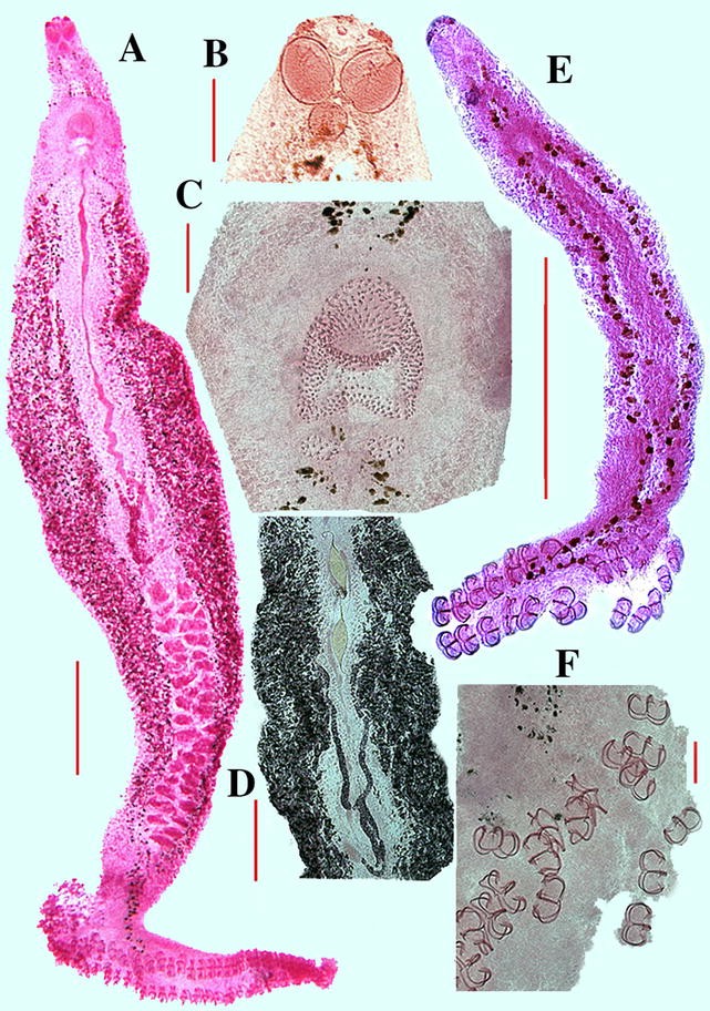 Microcotyle omanae n. sp. (Monogenea: Microcotylidae), a parasite of ...