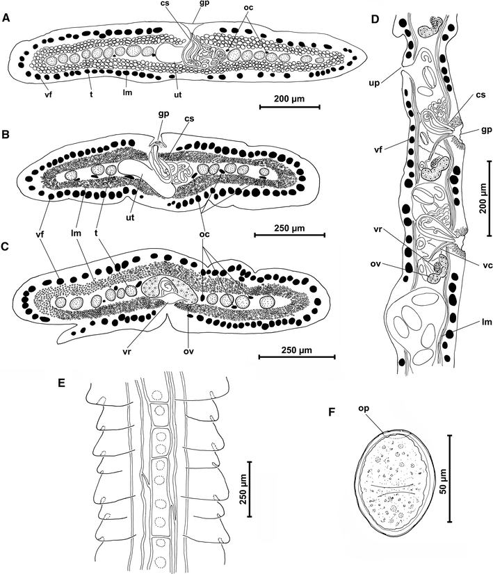 A new species of Bothriocephalus Rudolphi, 1808 (Eucestoda ...