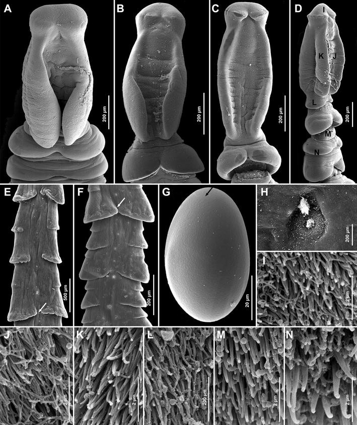 A new species of Bothriocephalus Rudolphi, 1808 (Eucestoda ...
