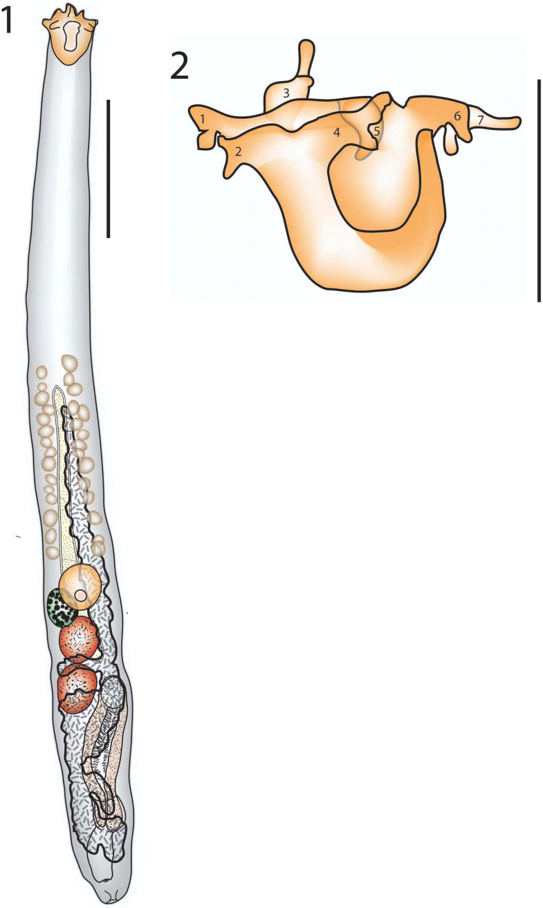 Bucephalus damriyasai n. sp. (Digenea: Bucephalidae) from the blacktip ...