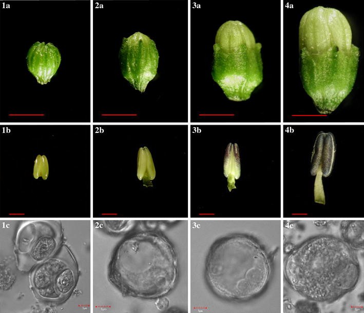 Improvement of isolated microspore culture of pepper ( Capsicum annuum ...
