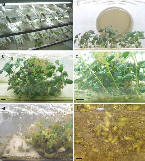 Novel bioreactor technology for mass propagation of potato microtubers ...