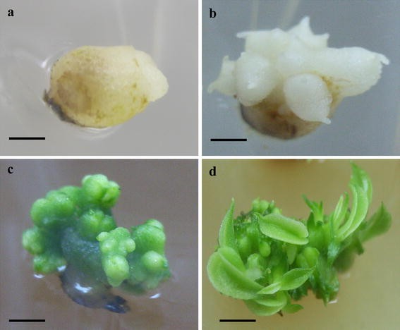 In vitro propagation of Paphiopedilum orchid through formation of ...