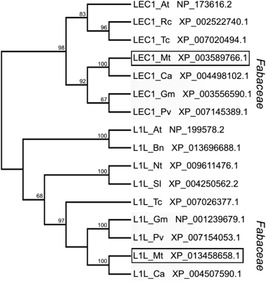 Identification of LEC1, L1L and Polycomb Repressive Complex 2 genes and ...