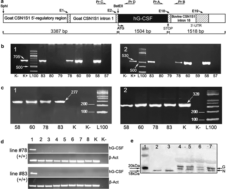 A 3,387 bp 5′-flanking sequence of the goat alpha-S1-casein gene ...