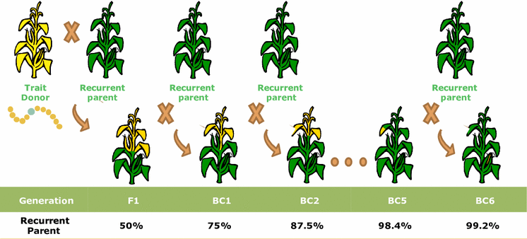 Maize hybrids derived from GM positive and negative segregant inbreds ...