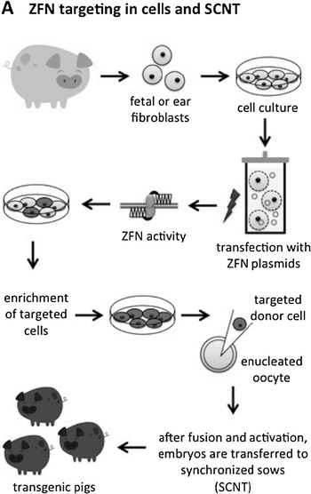 The production of multi-transgenic pigs: update and perspectives for ...