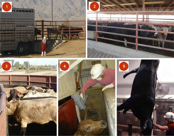 Assessment of cattle welfare at a commercial slaughter plant in the ...