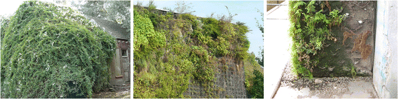 Vertical greening systems, a process tree for green façades and living ...