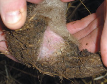 Breeding for resistance to footrot – the use of hoof lesion scoring to ...