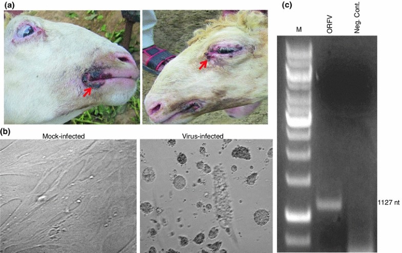 Isolation and phylogenetic analysis of an orf virus from sheep in ...