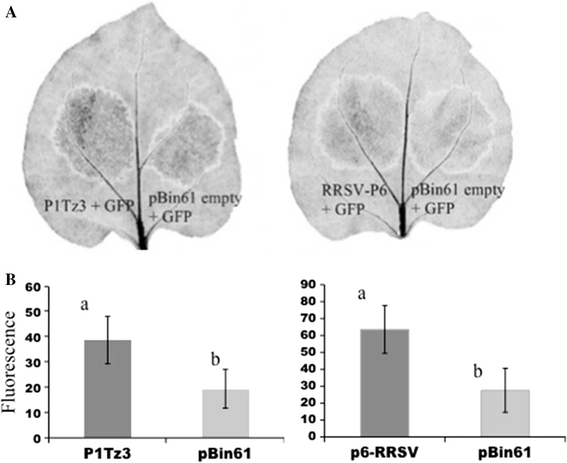 p2 of Rice grassy stunt virus (RGSV) and p6 and p9 of Rice ragged stunt ...