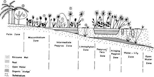 Functioning and dynamics of wetland vegetation of Lake Victoria: an ...