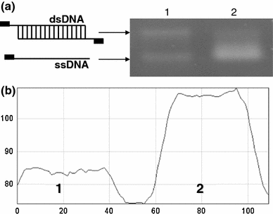 Conditions optimized for the preparation of single-stranded DNA (ssDNA ...