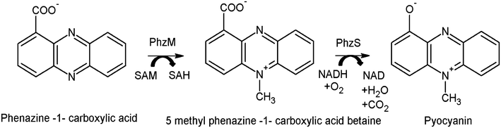 Pyocyanin: production, applications, challenges and new insights ...