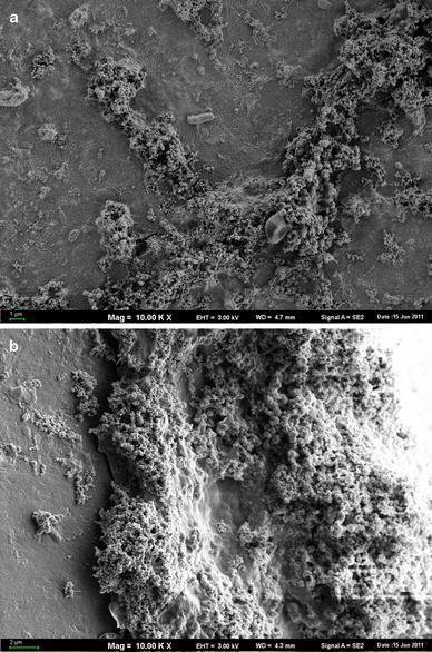 Structure and microbial diversity of biofilms on different pipe ...