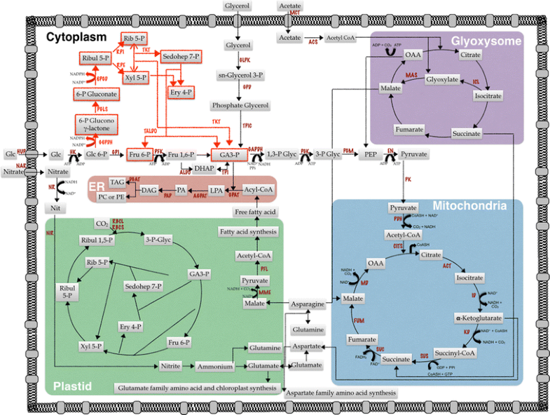 Heterotrophic growth of microalgae: metabolic aspects | SpringerLink