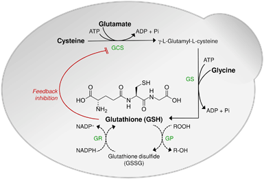 Microbial production of glutathione | SpringerLink
