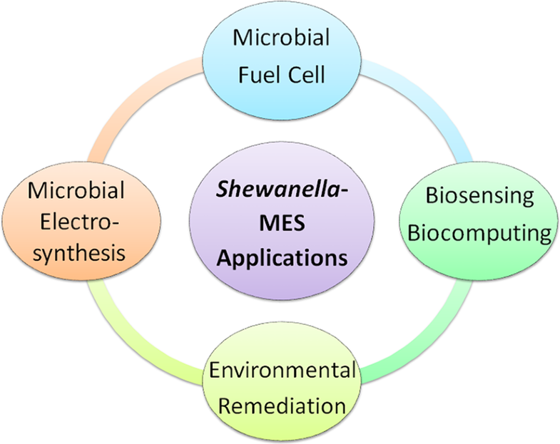 On-going applications of Shewanella species in microbial ...