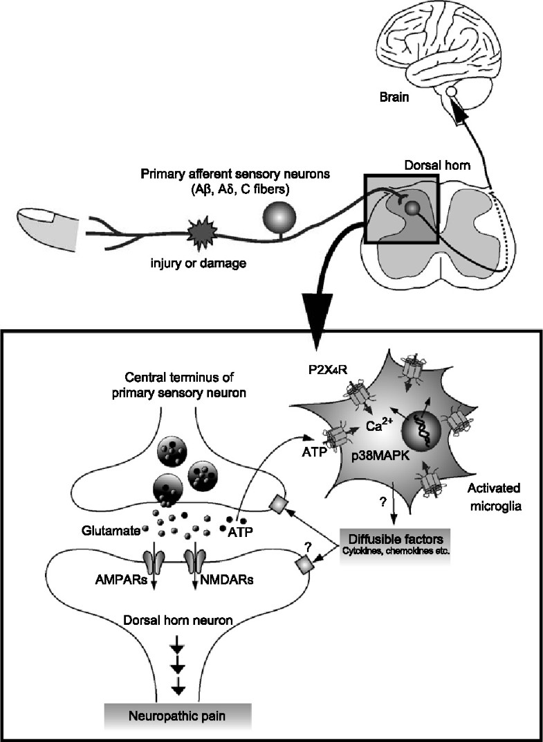 ATP receptors in pain sensation: Involvement of spinal microglia and ...