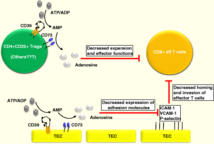 Role of CD73 and extracellular adenosine in disease | SpringerLink