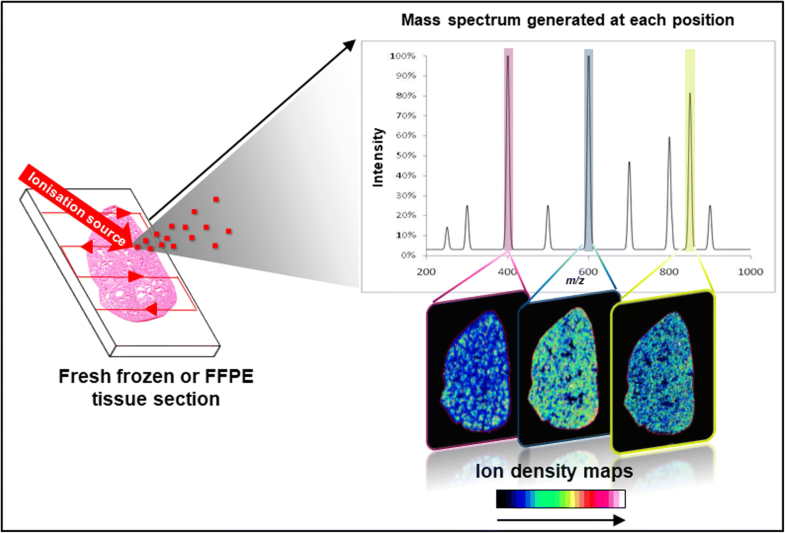 Mass Spectrometry Imaging and Integration with Other Imaging Modalities ...
