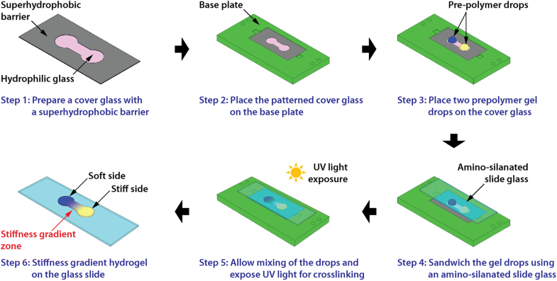 Fabrication of Hydrogels with a Stiffness Gradient Using Limited Mixing ...