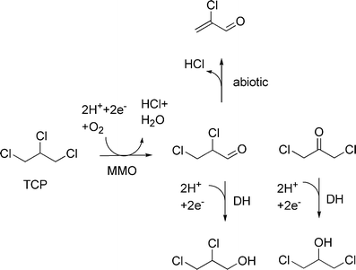 Transformation and biodegradation of 1,2,3-trichloropropane (TCP ...