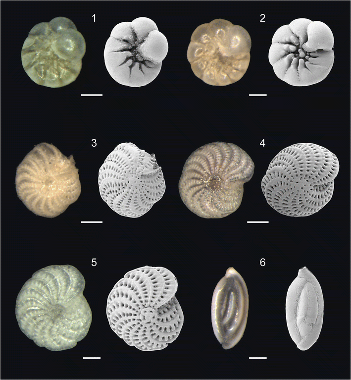 Benthic foraminifera for environmental monitoring: a case study in the ...