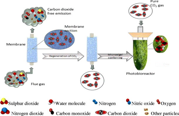 Carbon dioxide capture strategies from flue gas using microalgae: a ...