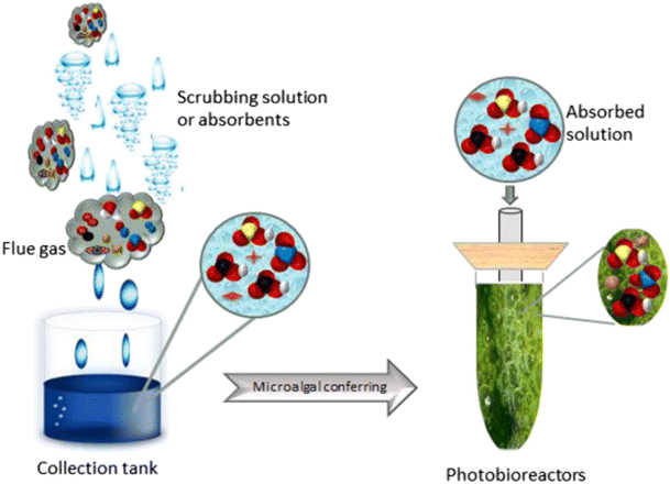 Carbon dioxide capture strategies from flue gas using microalgae: a ...