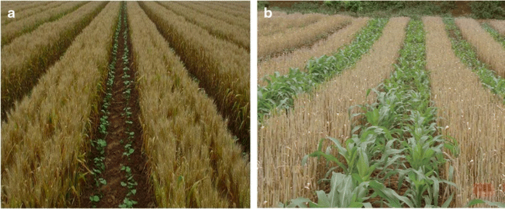 Relay cropping as a sustainable approach: problems and opportunities ...