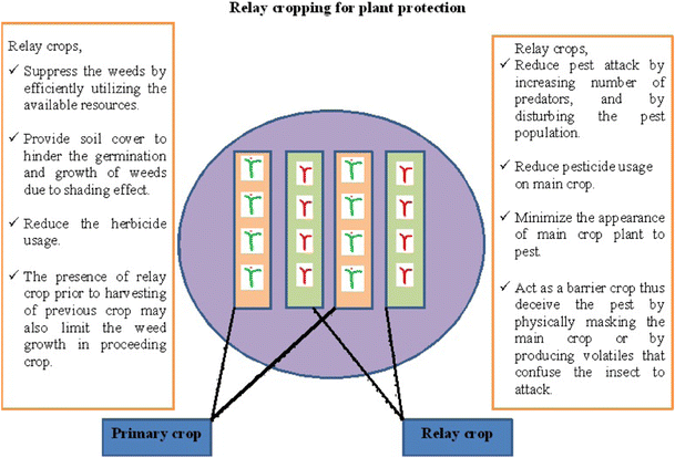 Relay cropping as a sustainable approach: problems and opportunities ...
