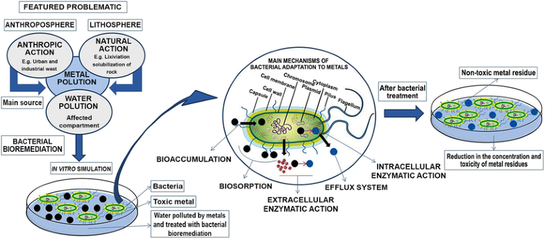 The use of bacterial bioremediation of metals in aquatic environments ...