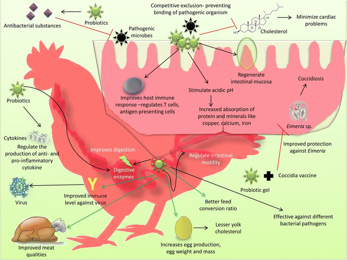 The use of probiotics as eco-friendly alternatives for antibiotics in ...