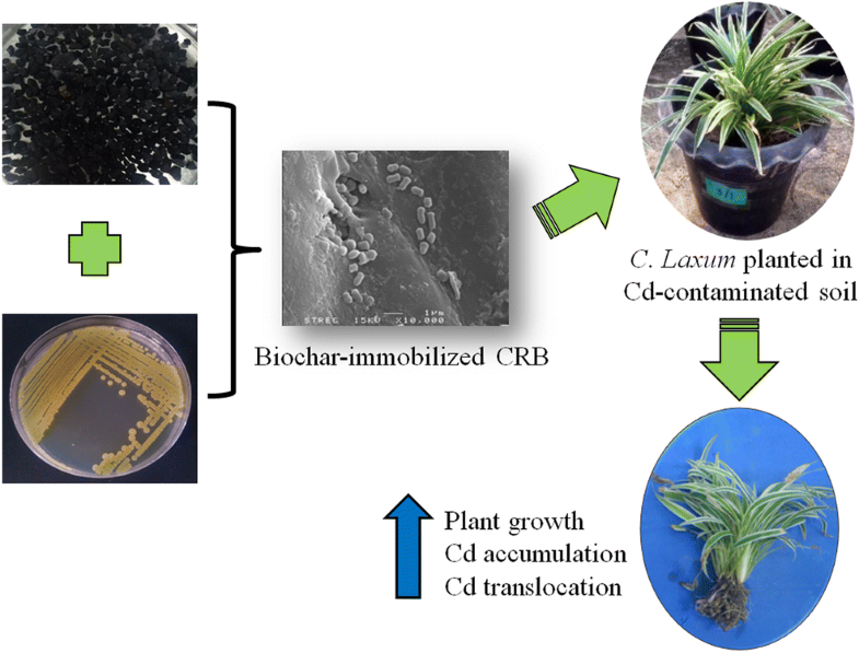 Effects of biochar-immobilized bacteria on phytoremediation of cadmium ...