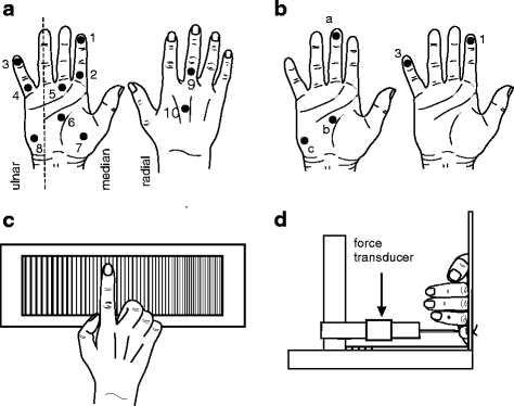 Age-related changes in cutaneous sensation in the healthy human hand ...