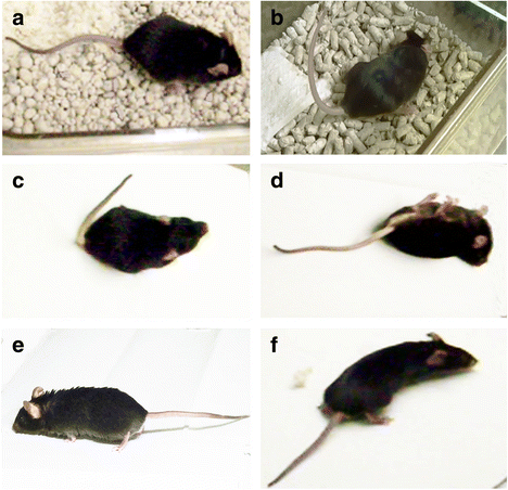 RHEB1 insufficiency in aged male mice is associated with stress-induced ...